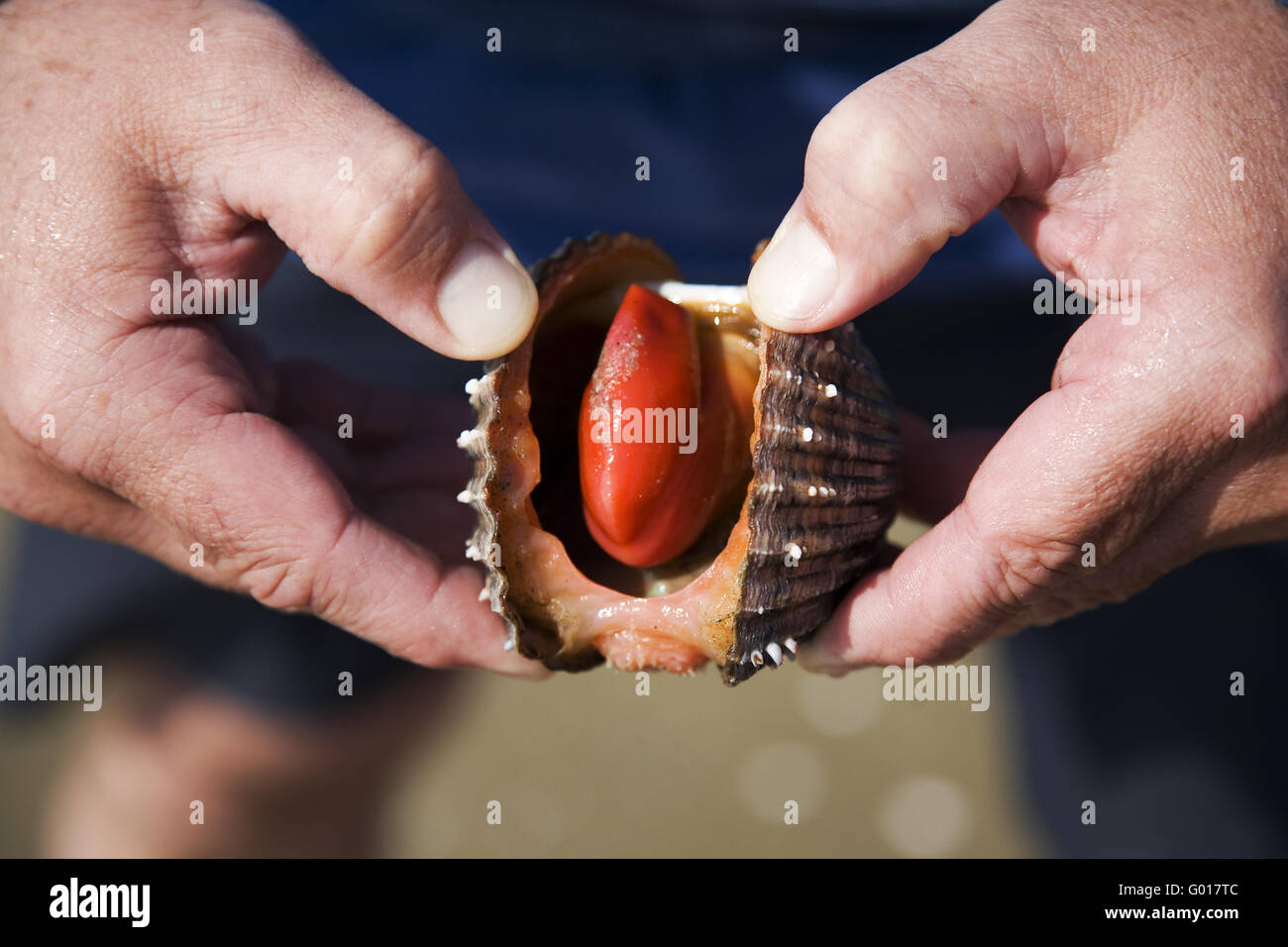 Cockle fishing hi-res stock photography and images - Alamy