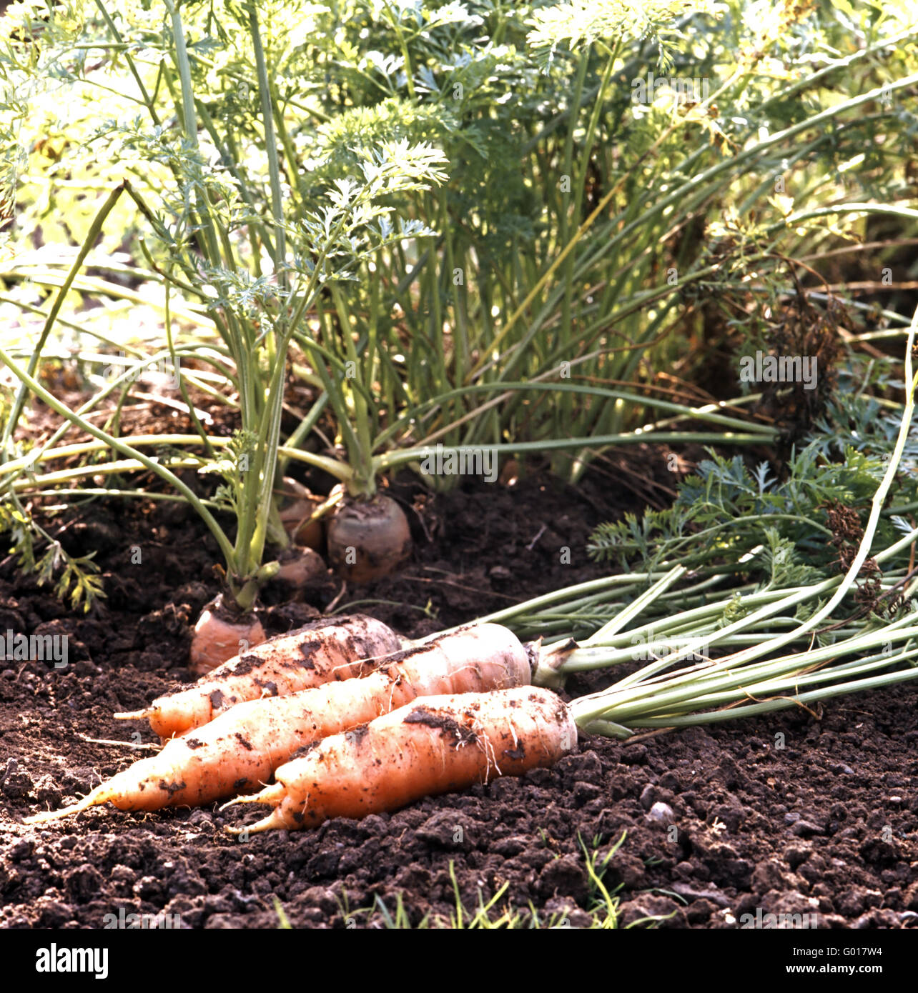 Carrot harvester hi-res stock photography and images - Alamy