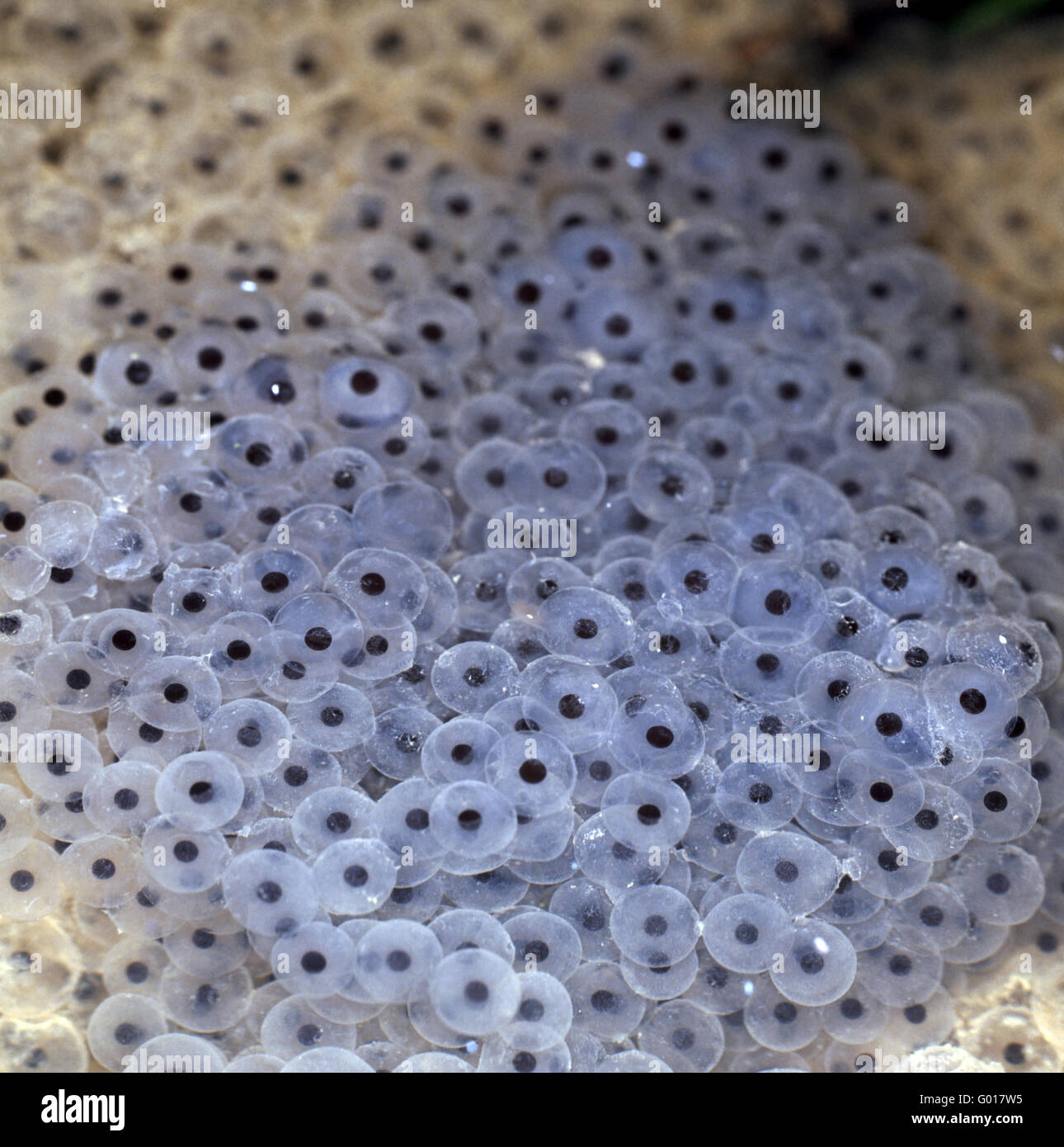 Spawn of Frogs Stock Photo - Alamy