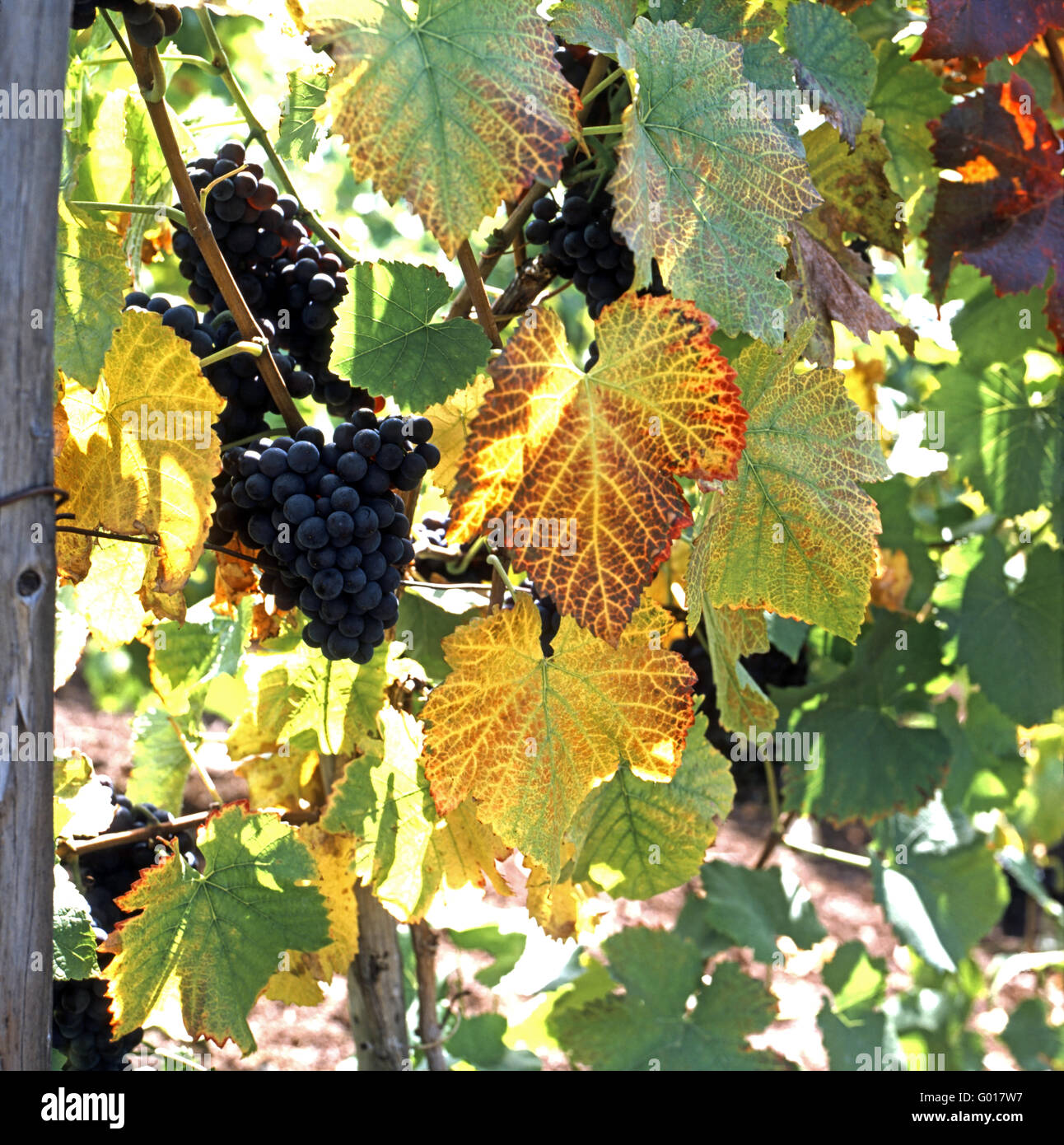 Weinberg detail hi-res stock photography and images - Alamy