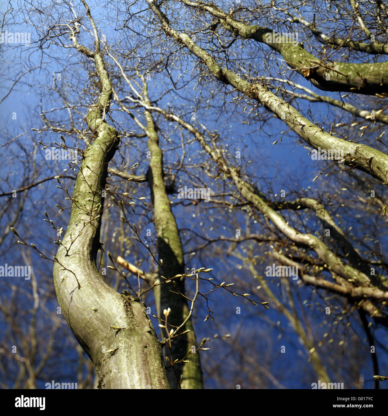 Common beeches forest fagus sylvatica in spring hi-res stock ...