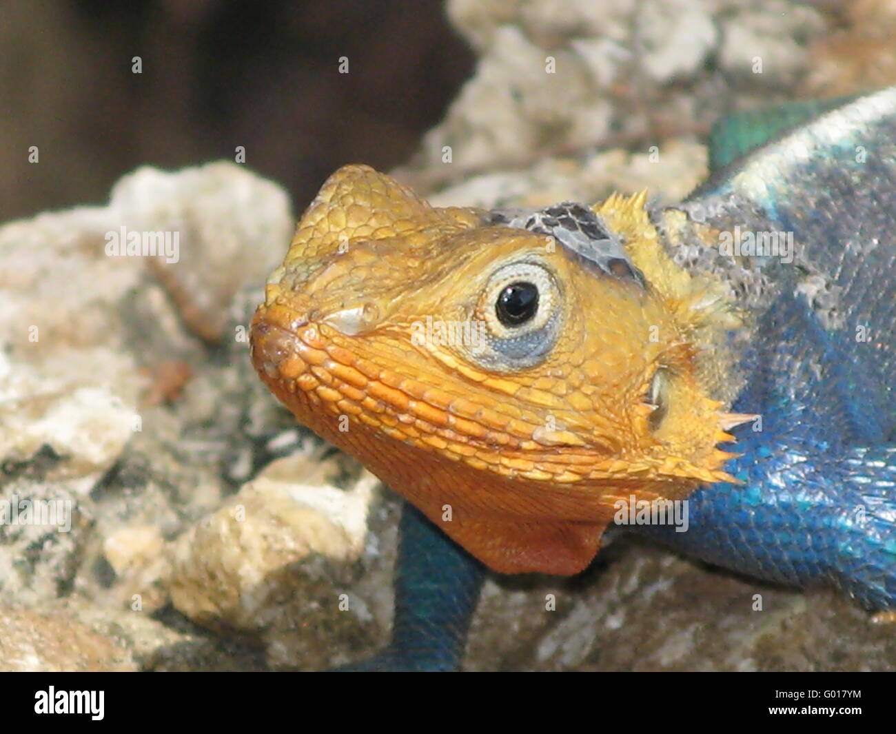 Closeup of a blue chameleon Stock Photo - Alamy