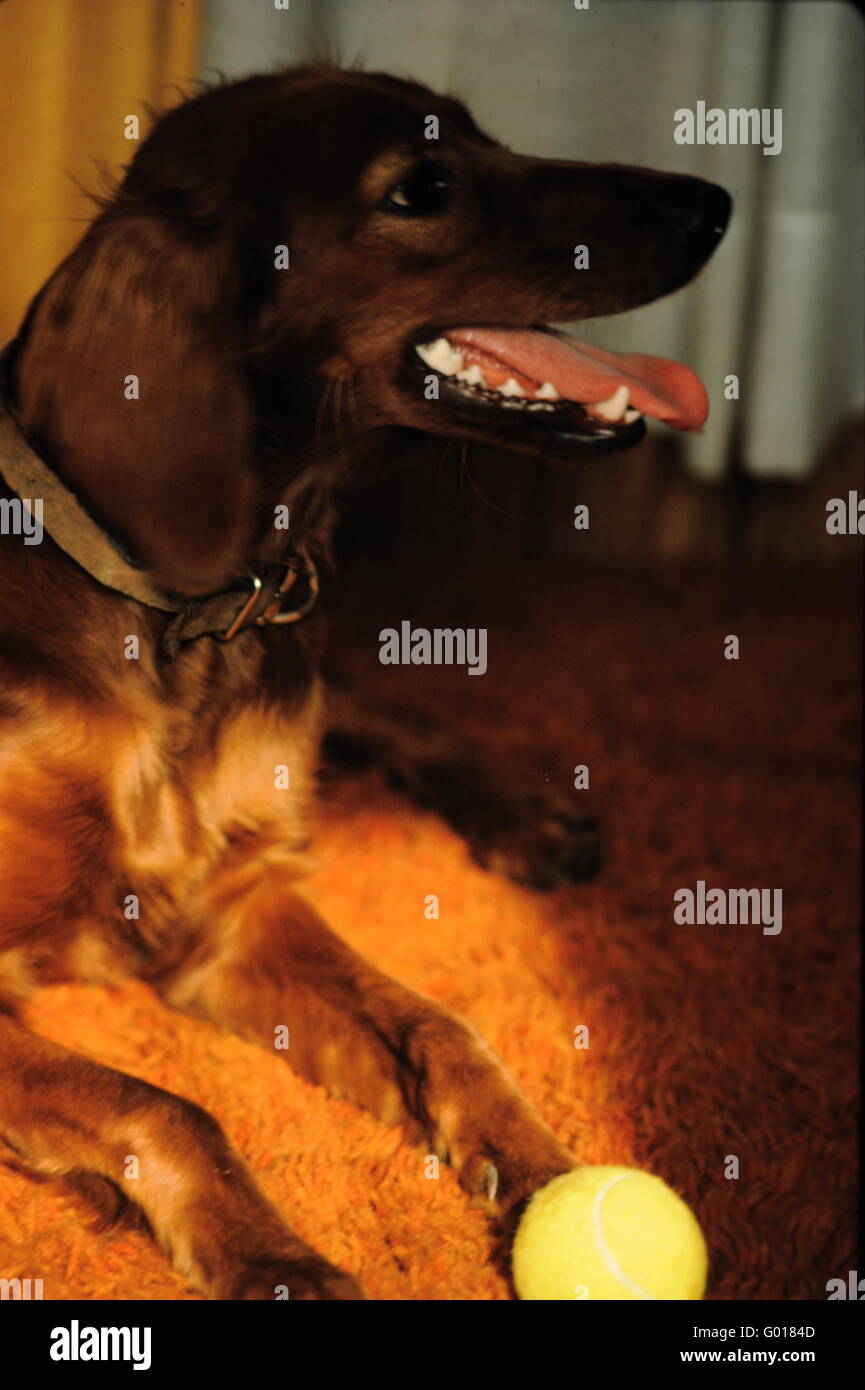 Irish Setter In House Looking Happy Stock Photo - Alamy