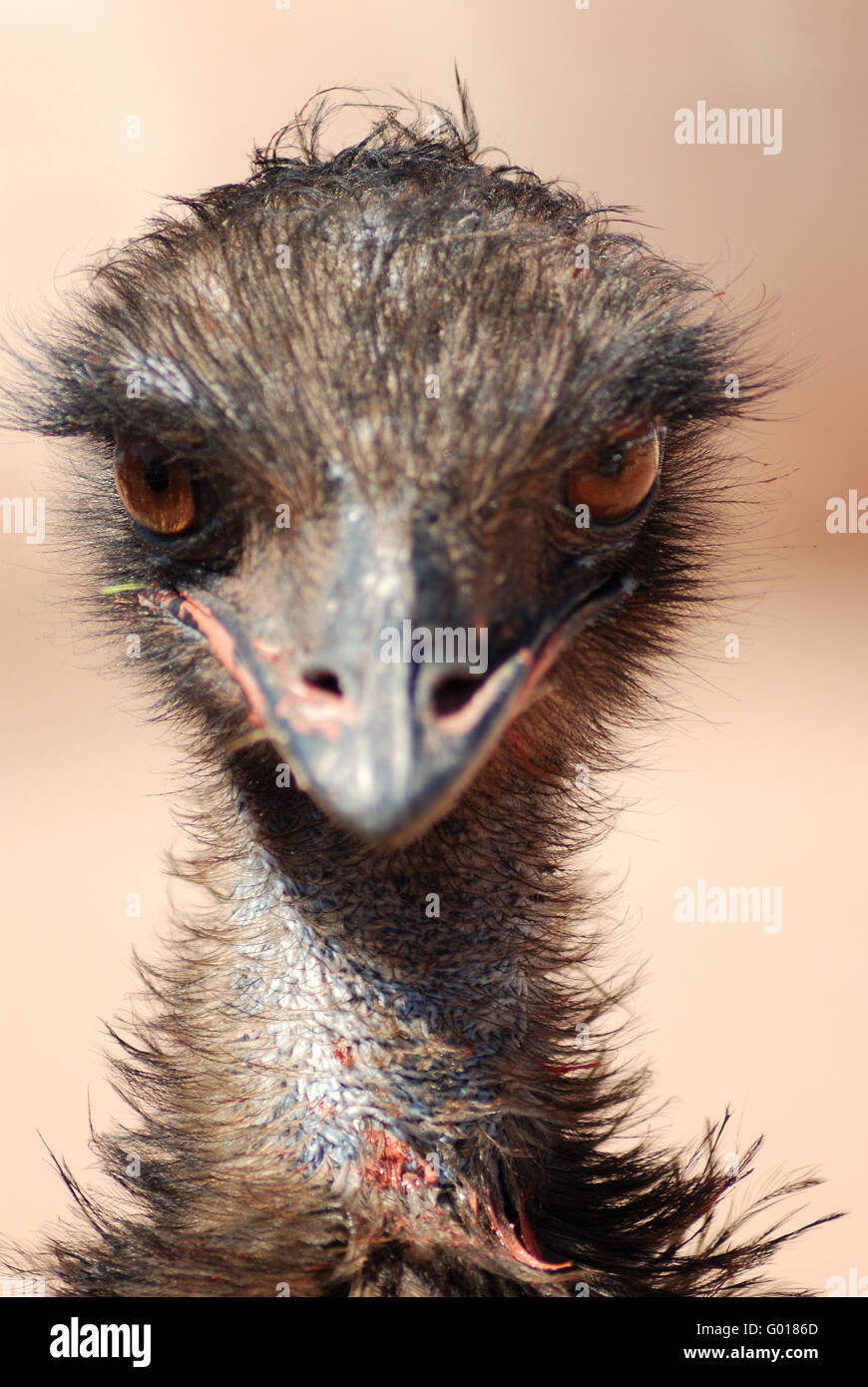 Emu species hi-res stock photography and images - Alamy