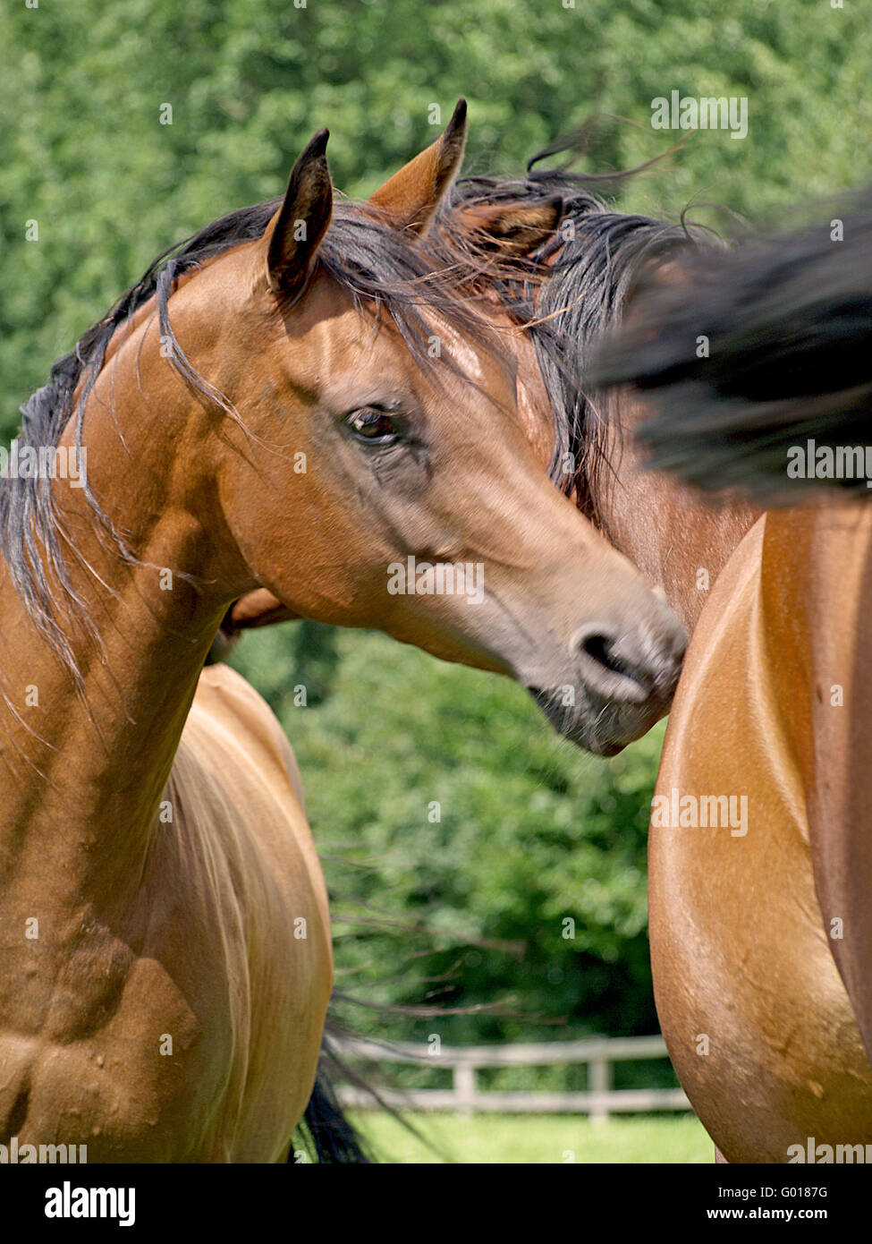Arabians hi-res stock photography and images - Alamy