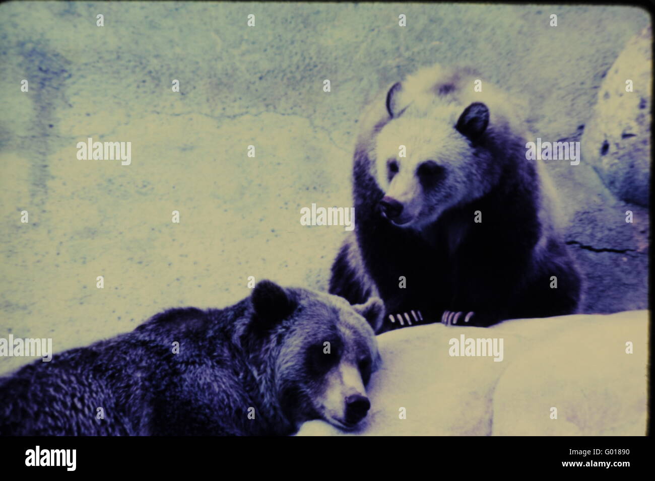 Bears Los Angeles Zoo Circa 1975 Infrared Film Stock Photo - Alamy