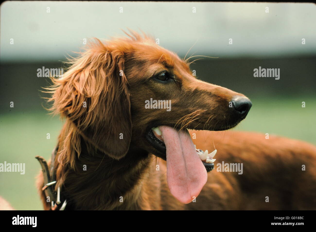 Beloved Irish Setter at Play Stock Photo - Alamy
