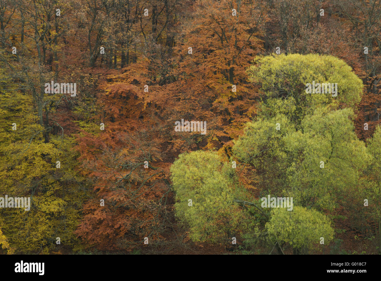Plant of mixed forests hi-res stock photography and images - Alamy