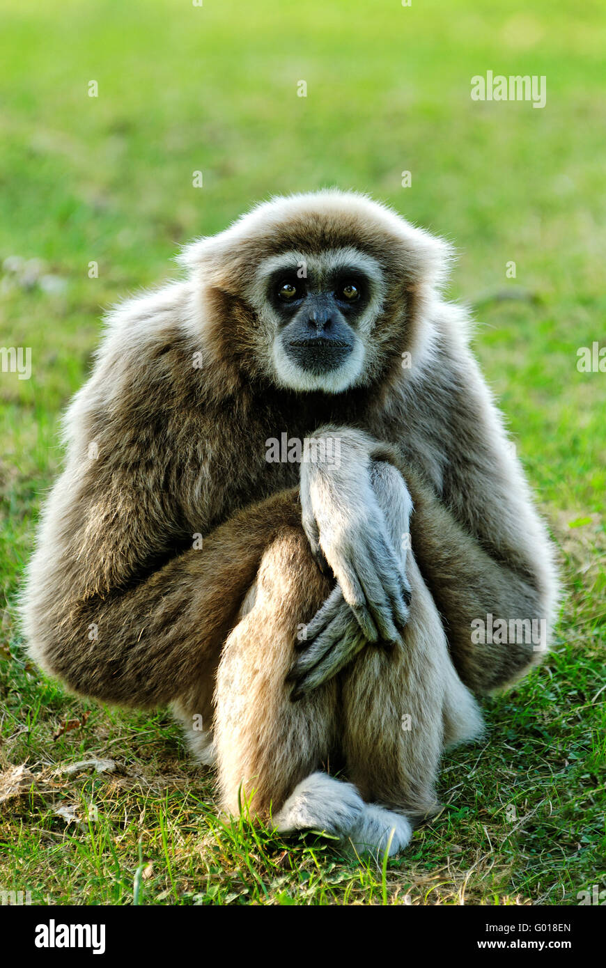Monkey looking lens hi-res stock photography and images - Alamy