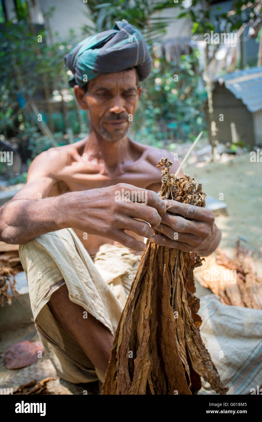 An old man Tobacco worker processing bunch of tobaccos in Dhaka ...