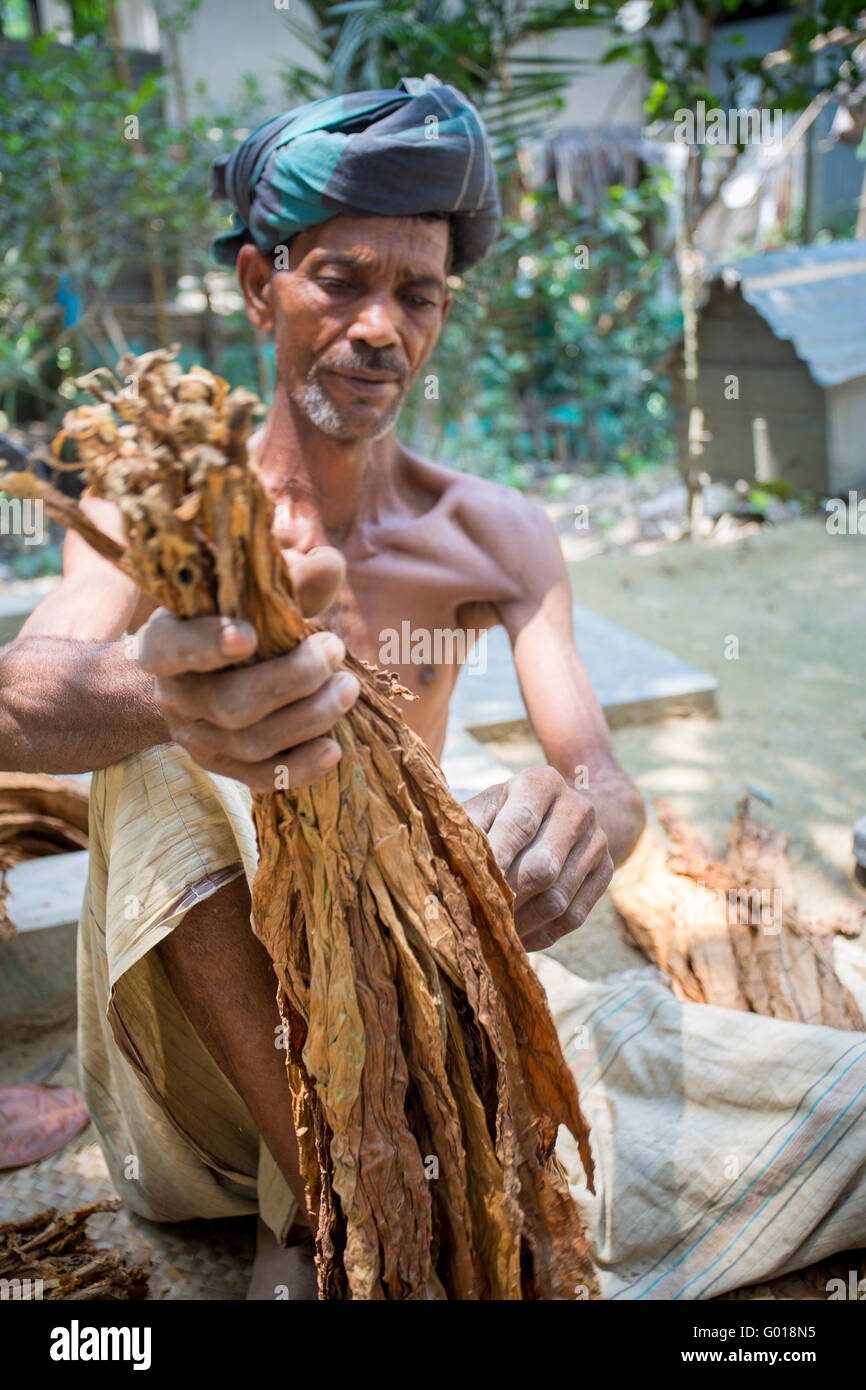 An old man Tobacco worker processing bunch of tobaccos in Dhaka ...