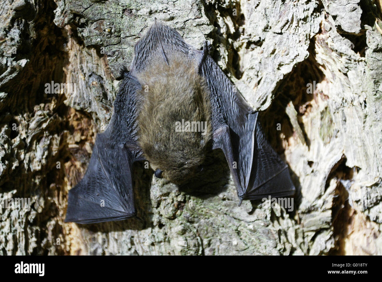 Mouse eared bats hi-res stock photography and images - Alamy