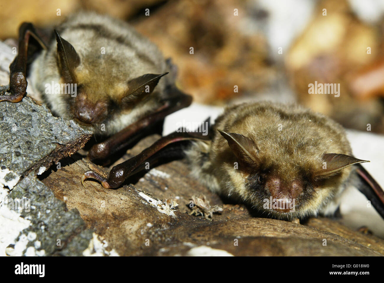 Microbat hi-res stock photography and images - Alamy
