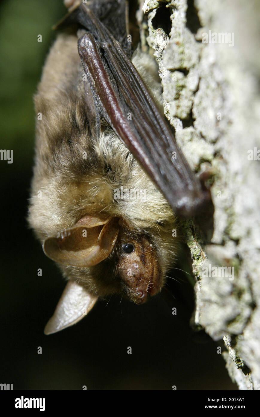 Mouse eared bats hi-res stock photography and images - Alamy