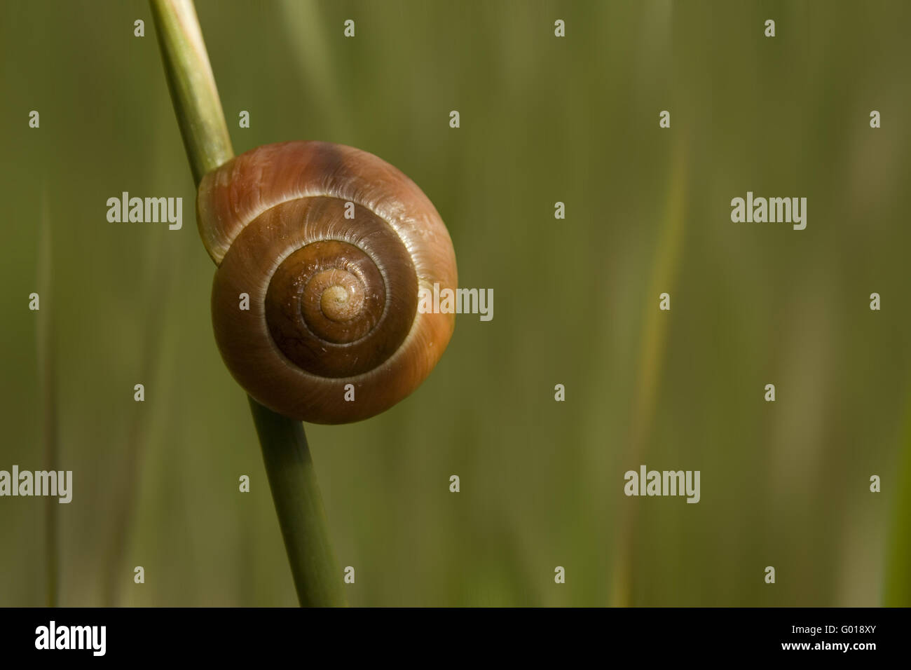 Spire shell hi-res stock photography and images - Alamy