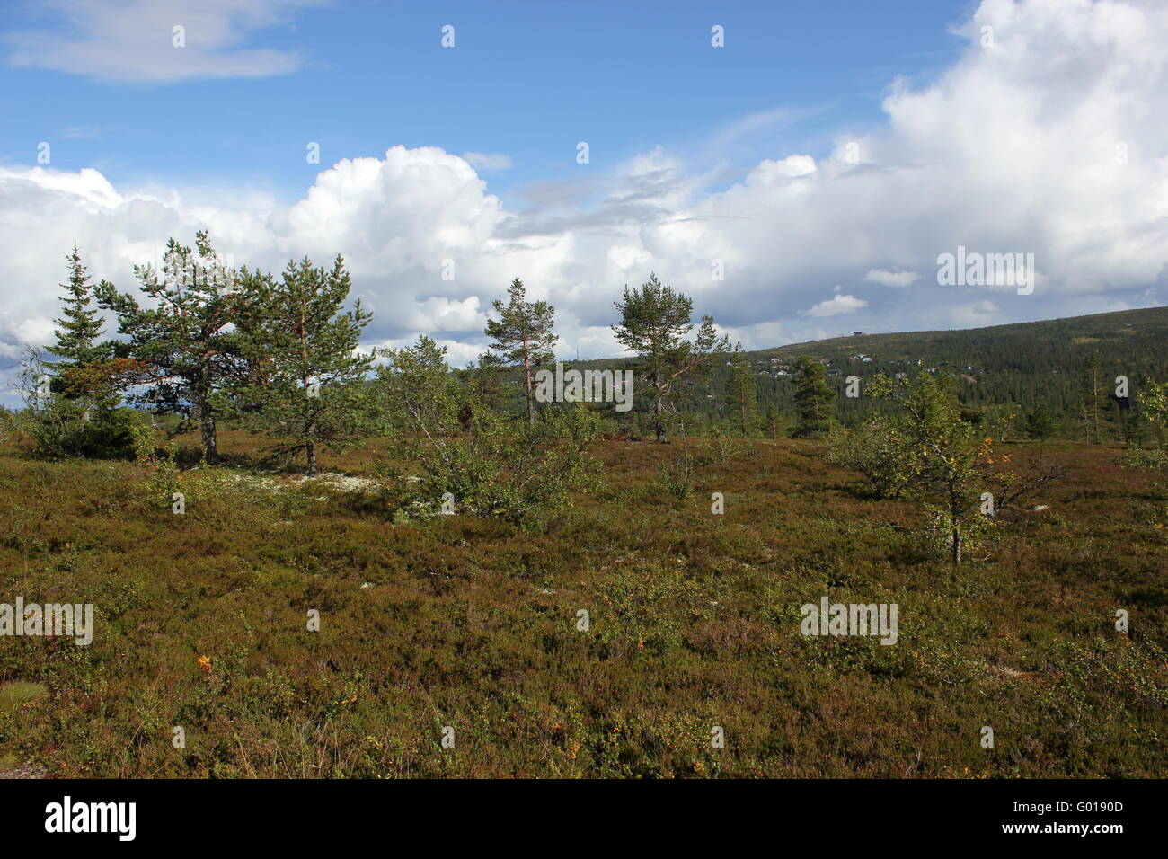 Heathlands besides Kungsleden ("The Kings Path") in Dalarna, Sweden ...