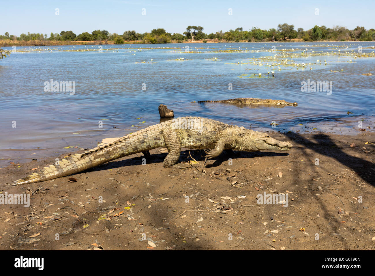 Sacred crocodile in Sabou, Burkina Faso, Africa Stock Photo - Alamy