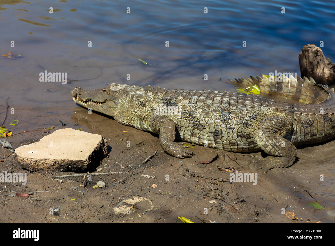 Sacred crocodile in Sabou, Burkina Faso, Africa Stock Photo - Alamy