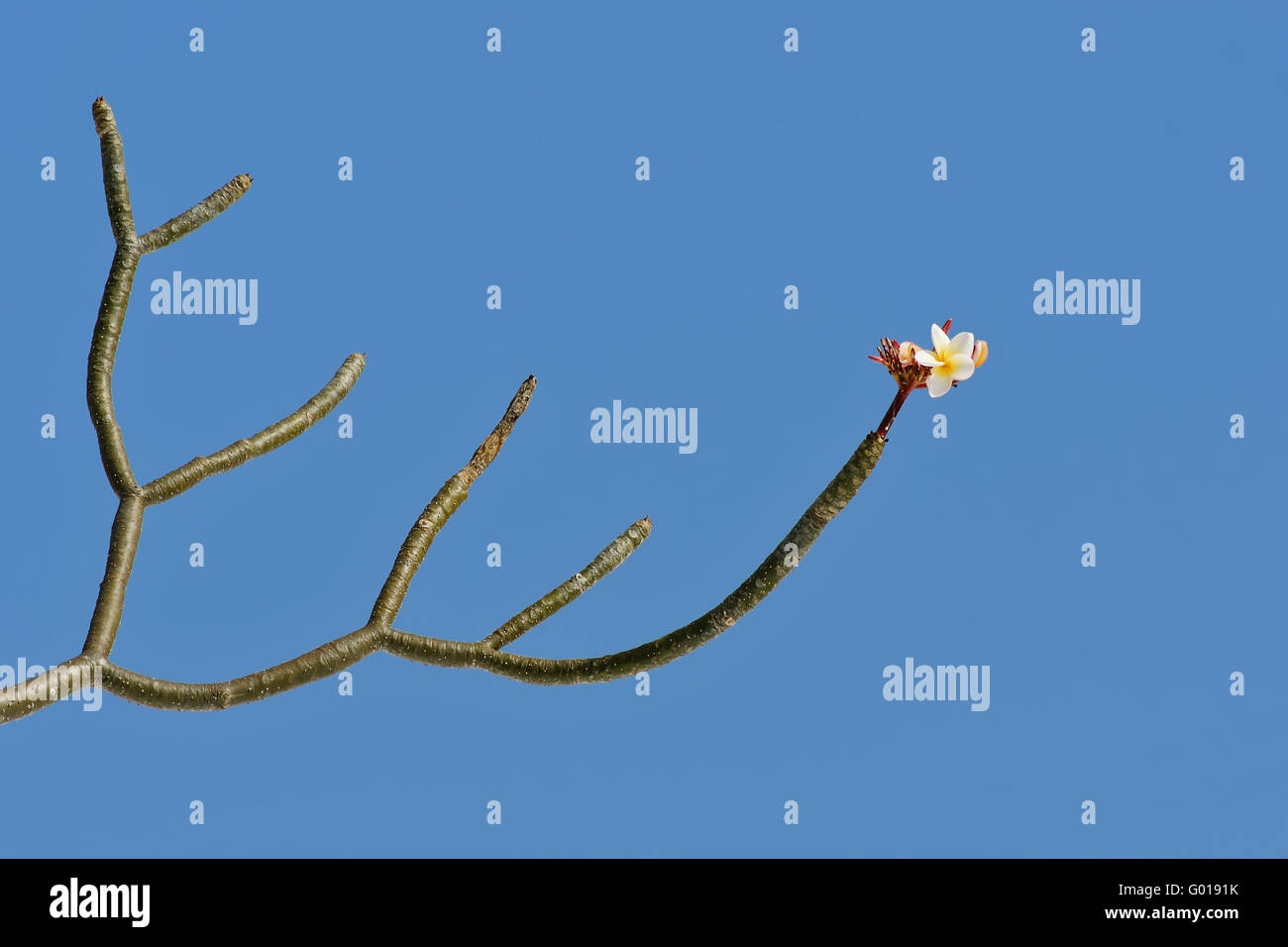 Im first hi-res stock photography and images - Alamy