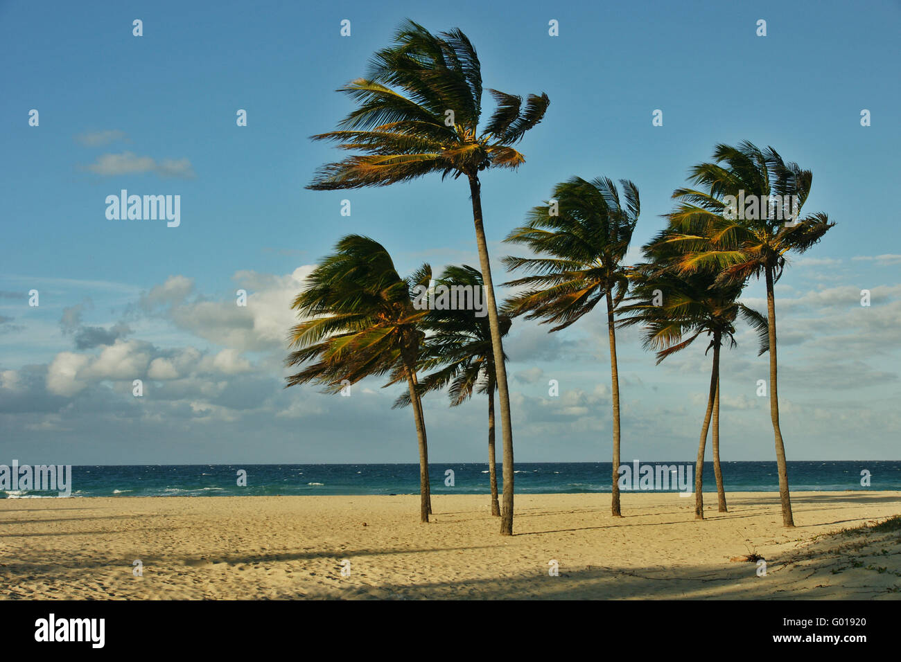 Palm trees at empty beach Stock Photo - Alamy