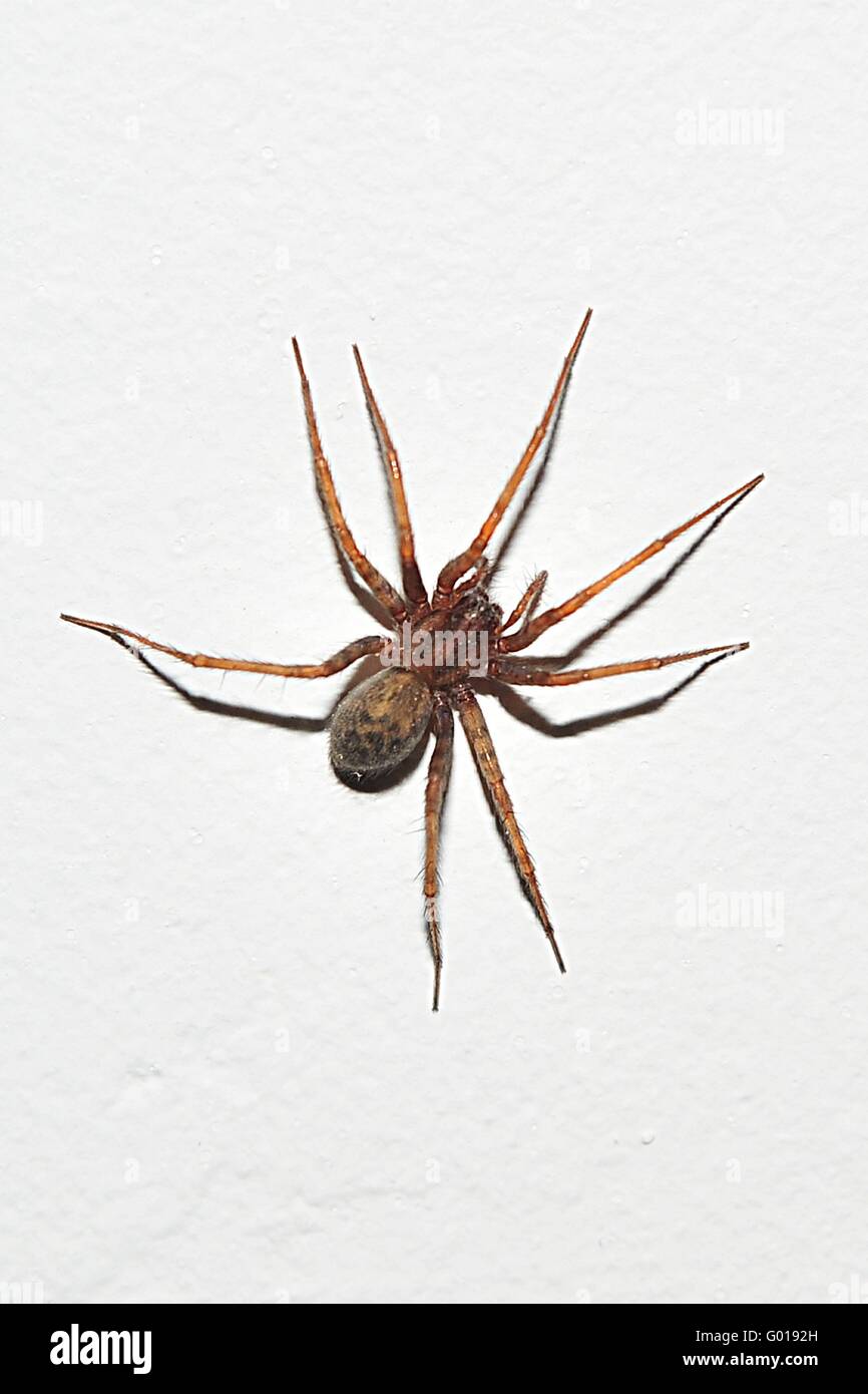 Spider on the wall Stock Photo - Alamy