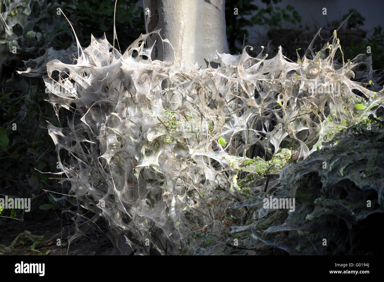 Oak procession moth Stock Photo - Alamy