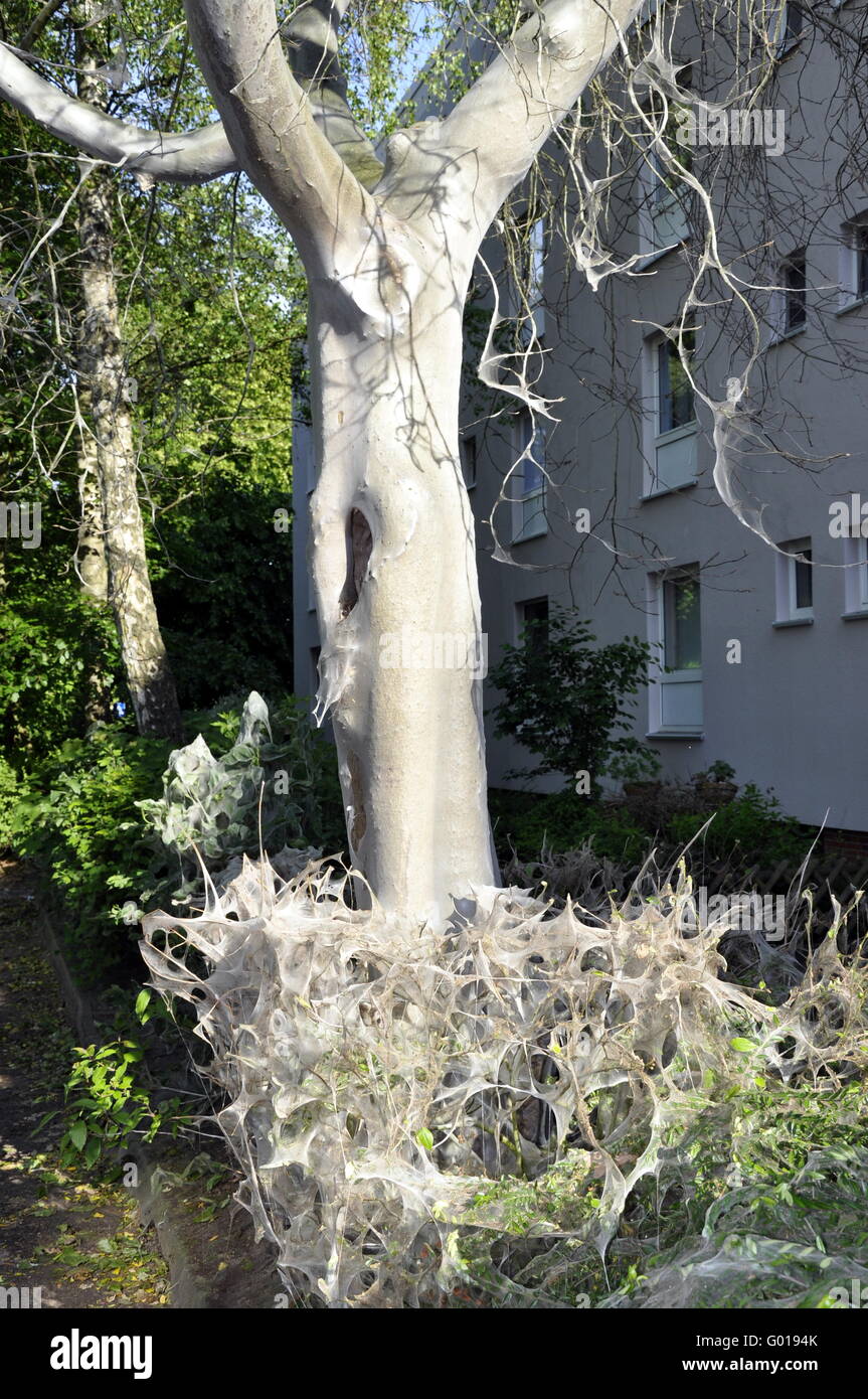 Oak procession moth Stock Photo - Alamy