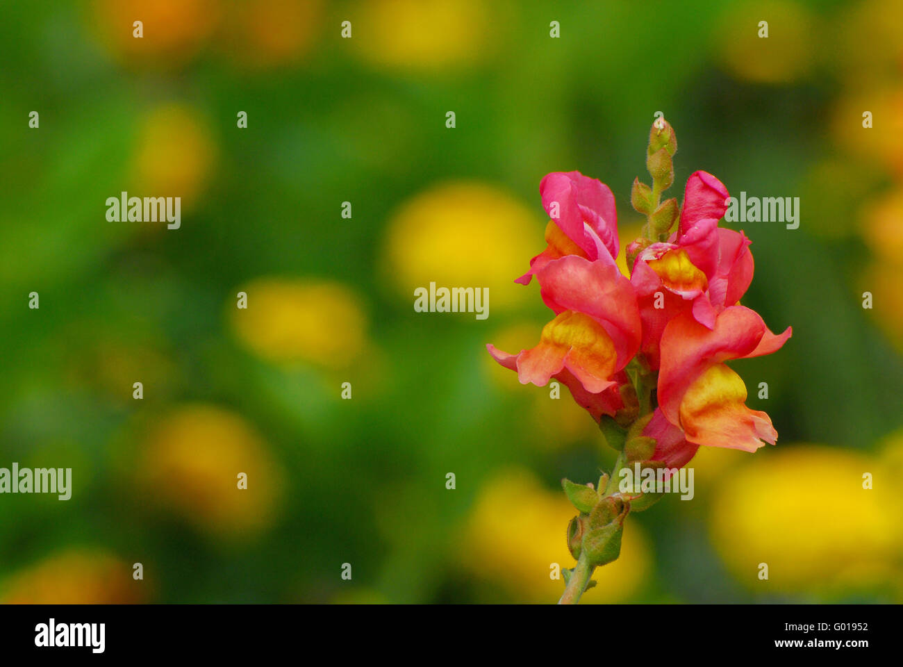 Large snapdragon hi-res stock photography and images - Alamy