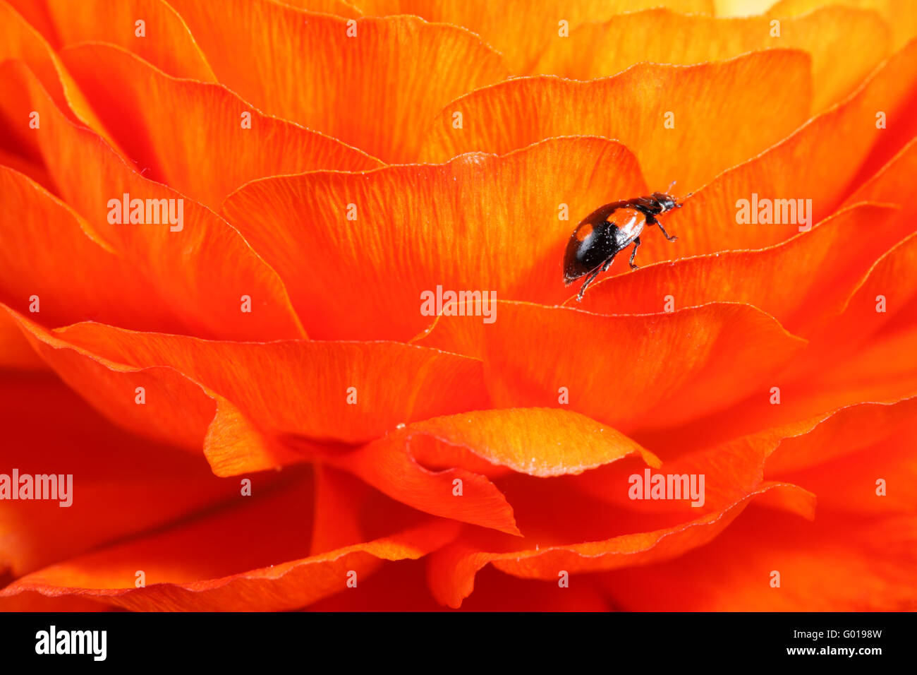 Ladybug on petal rose hi-res stock photography and images - Alamy