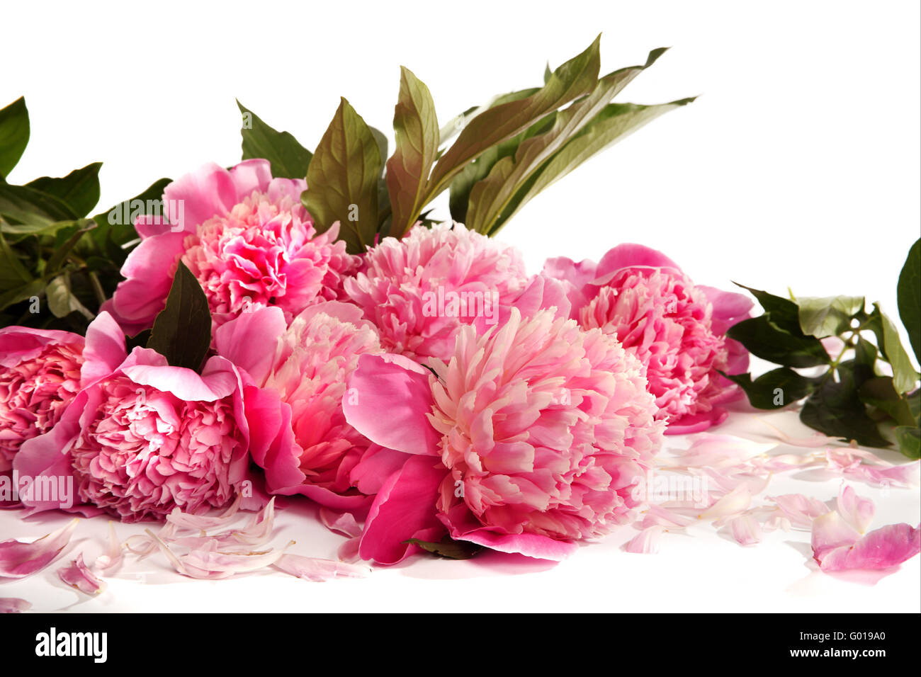 Peony perfection hi-res stock photography and images - Alamy