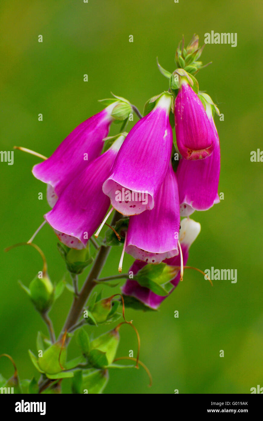 Anthophyta hi-res stock photography and images - Alamy