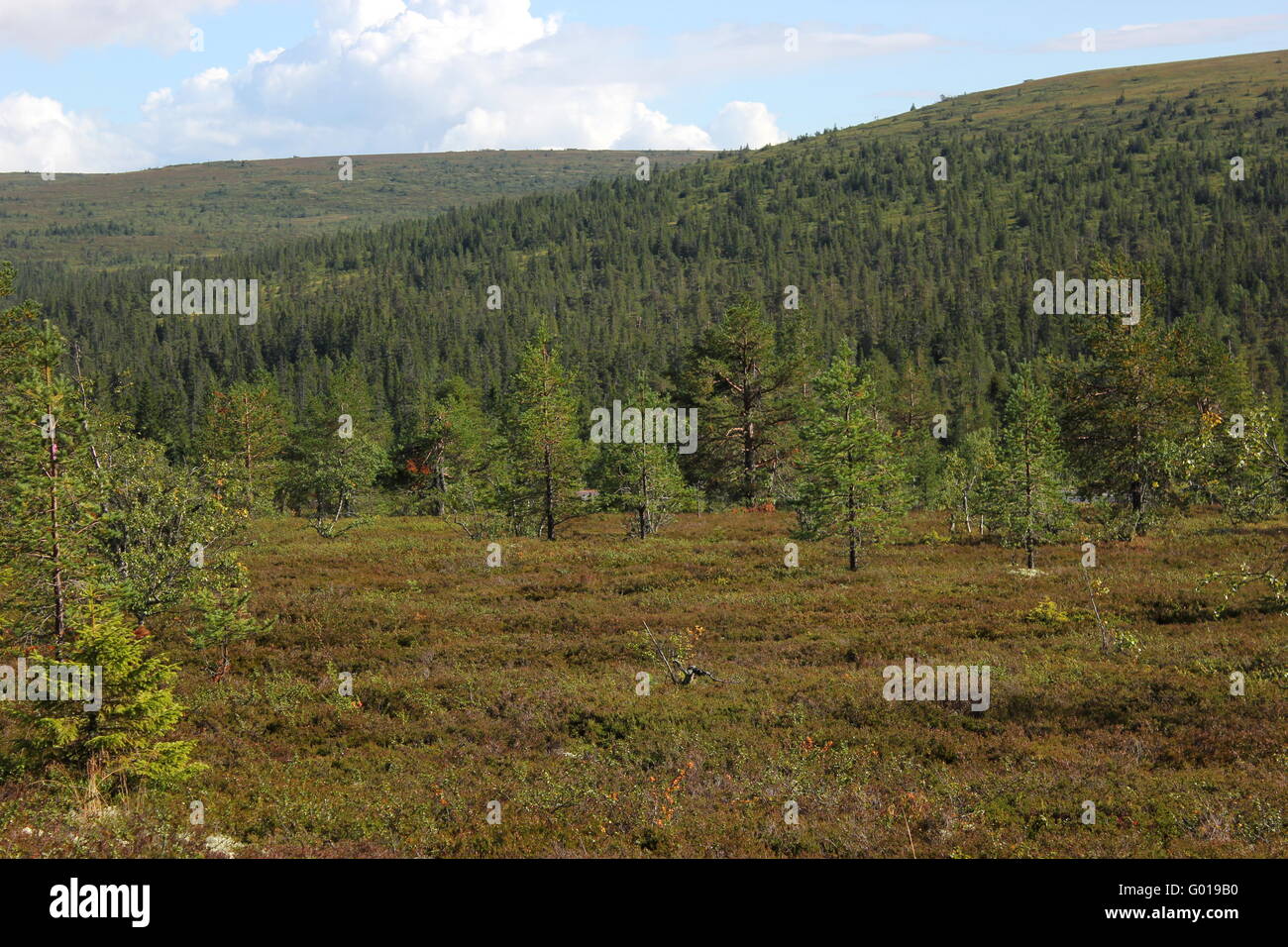Heathlands besides Kungsleden ("The Kings Path") in Dalarna, Sweden ...