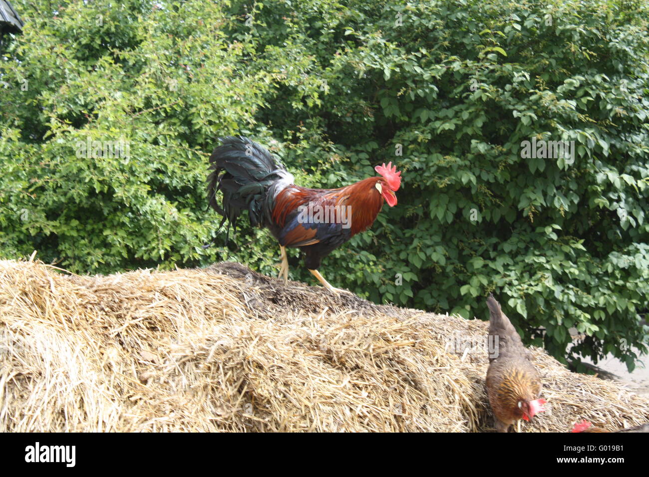 Chicken manure hi-res stock photography and images - Alamy