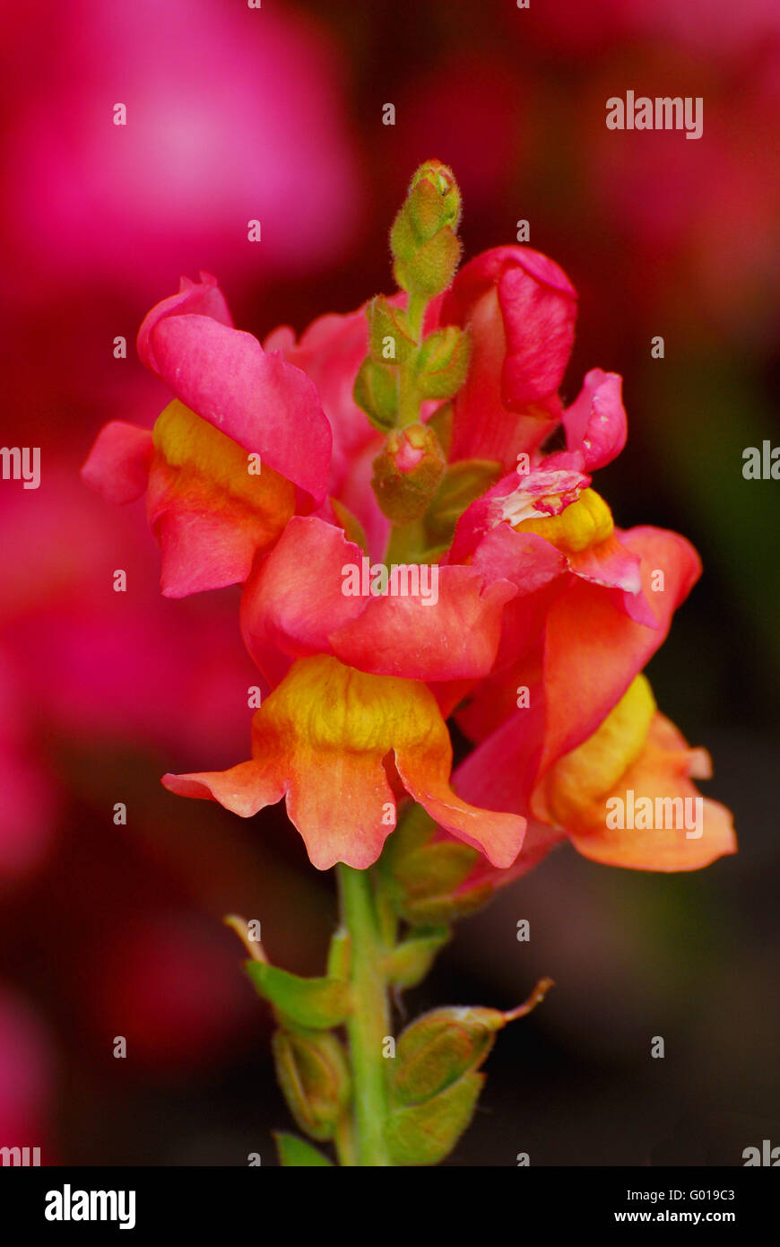 Large snapdragon hi-res stock photography and images - Alamy