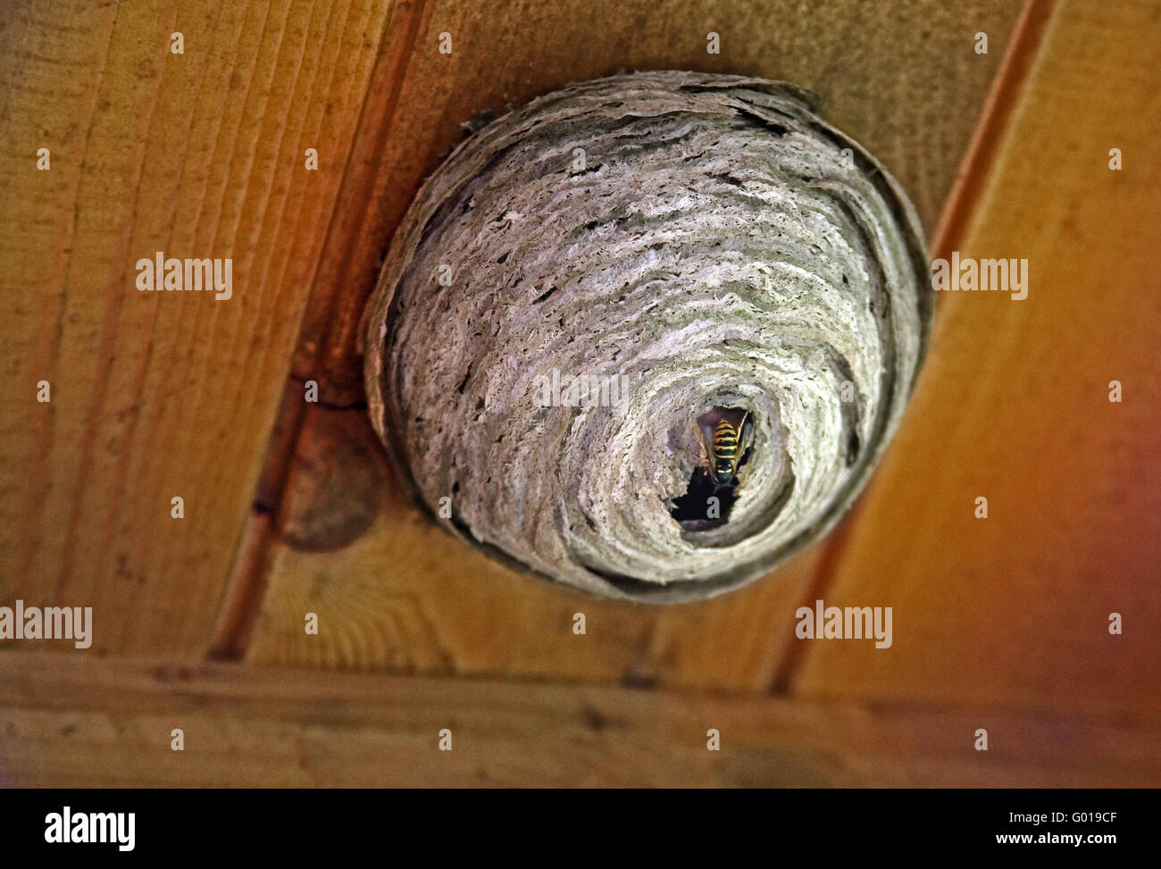 Wasp hive hi-res stock photography and images - Alamy