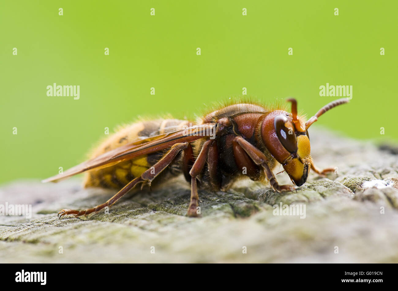 Hornet insects hi-res stock photography and images - Alamy