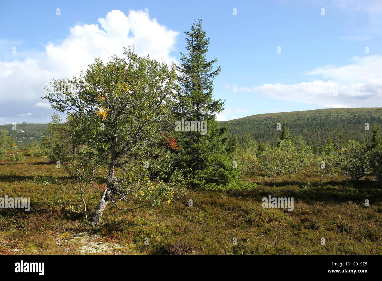 Heathlands besides Kungsleden ("The Kings Path") in Dalarna, Sweden ...