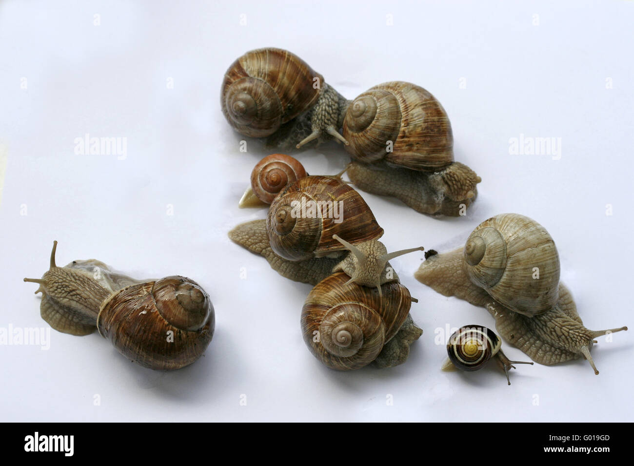 Snail water hi-res stock photography and images - Alamy