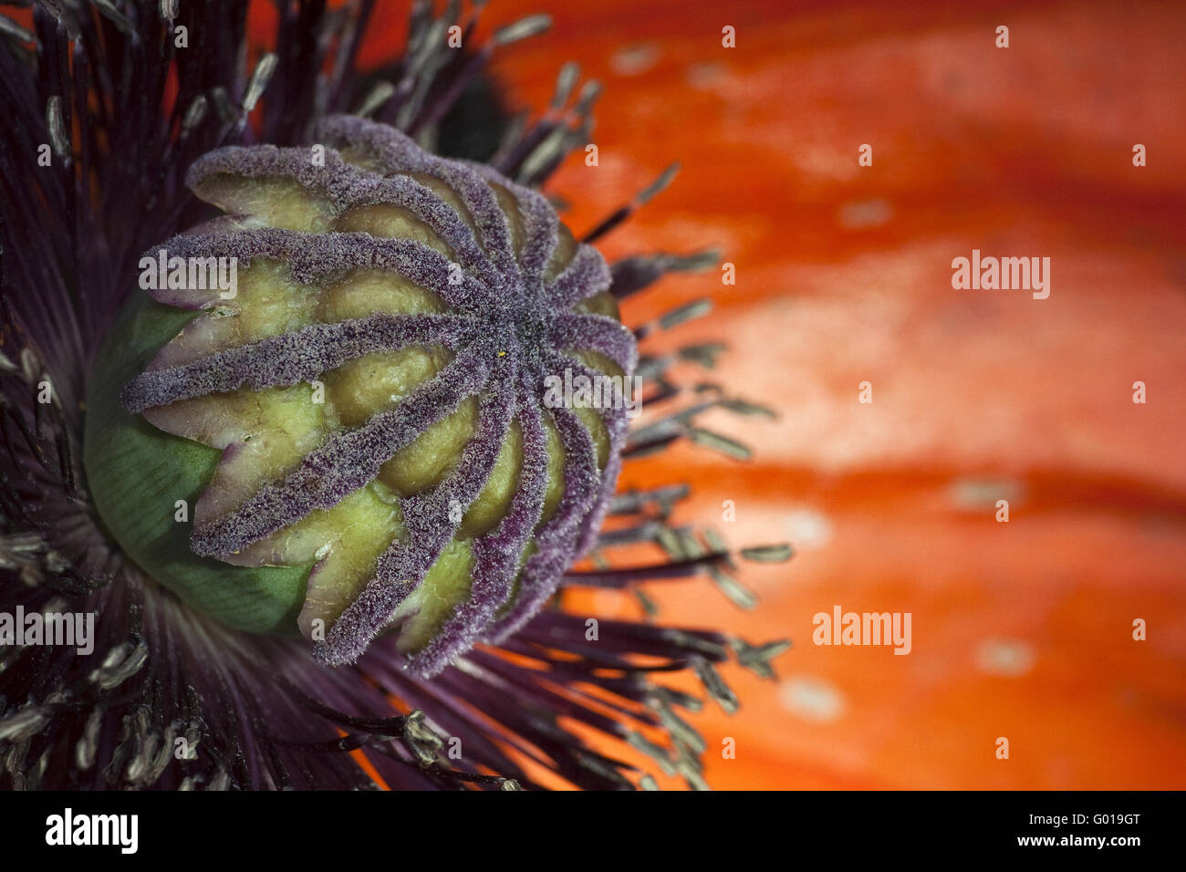 Poppy seeds inside flower hi-res stock photography and images - Alamy