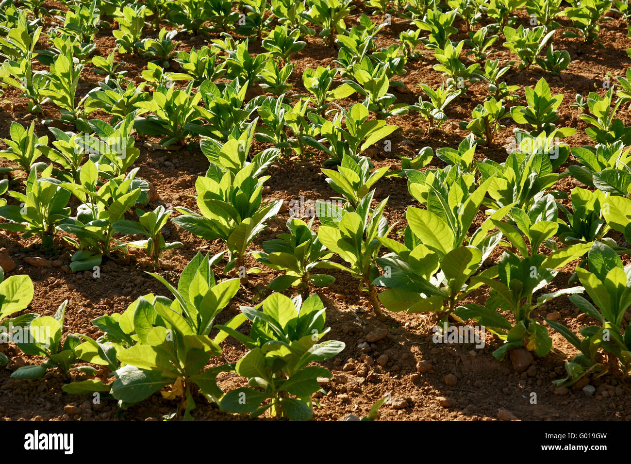 Tabakpflanze hi-res stock photography and images - Alamy