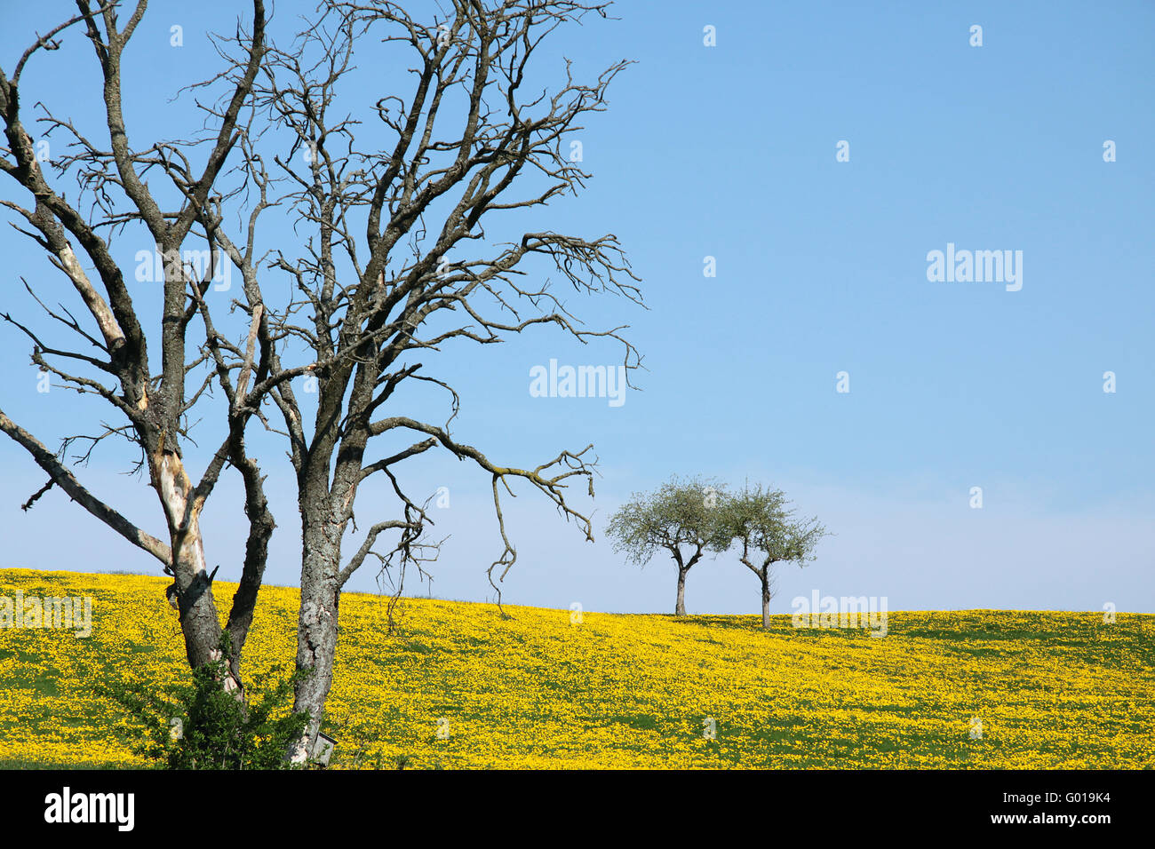 life and death in the nature on one picture Stock Photo - Alamy