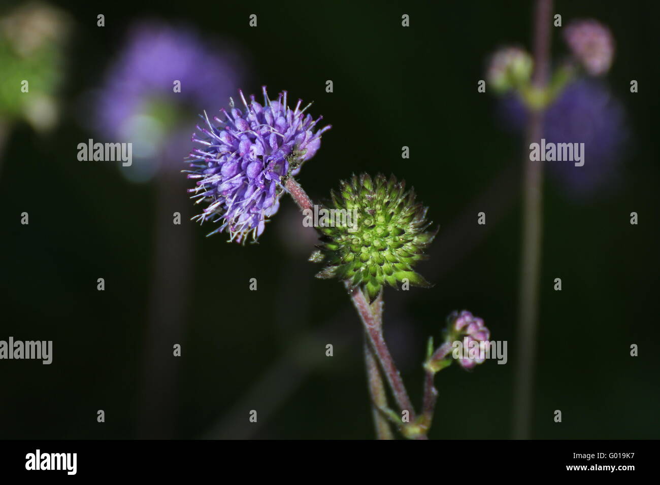 The Devil's-bit Scabious (Succisa pratensis) with different stages of ...