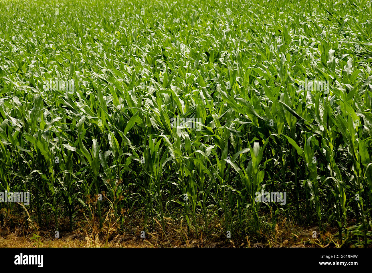 Zea maize fields hi-res stock photography and images - Alamy