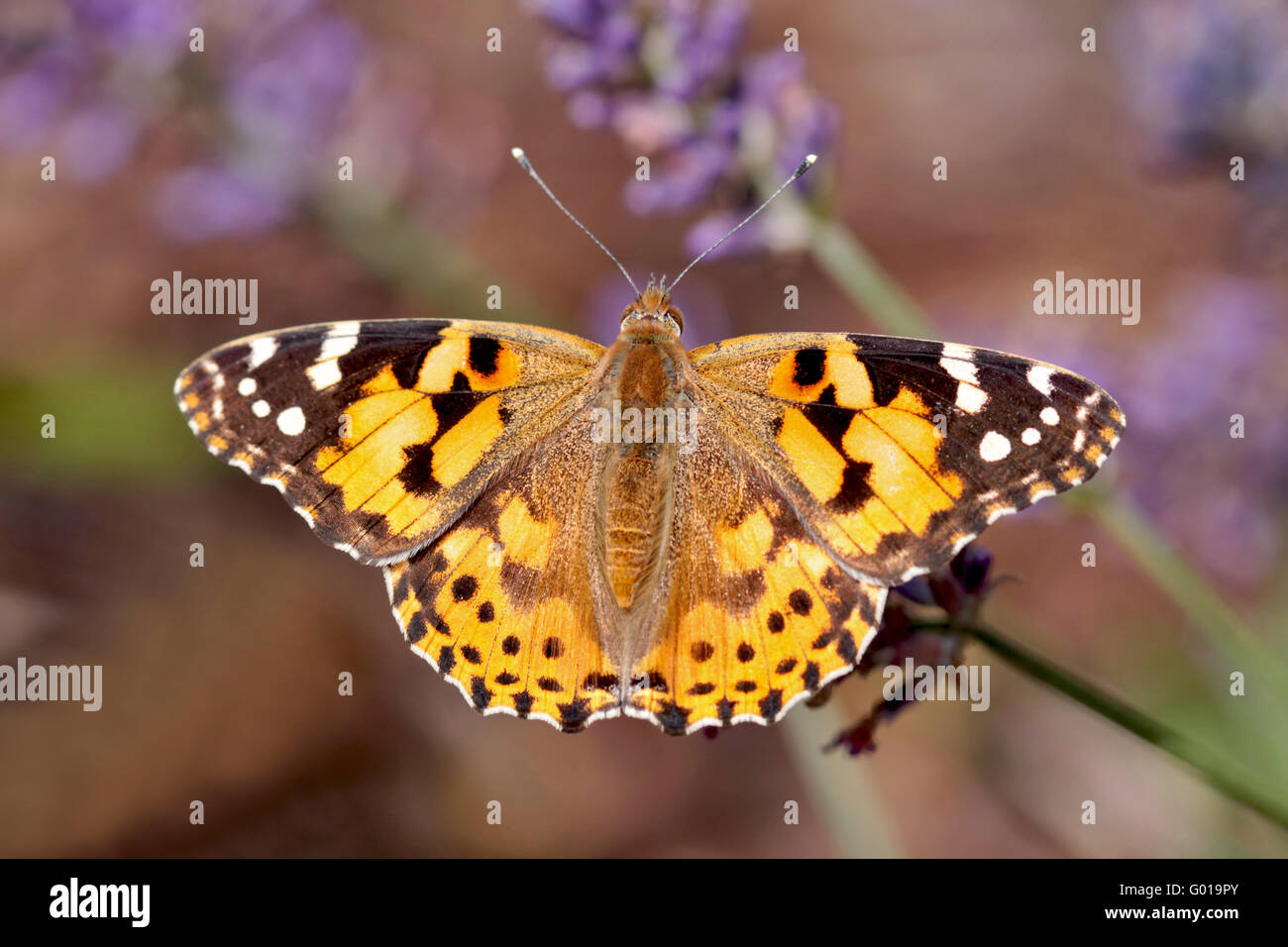 Painted lady in sun hi-res stock photography and images - Alamy