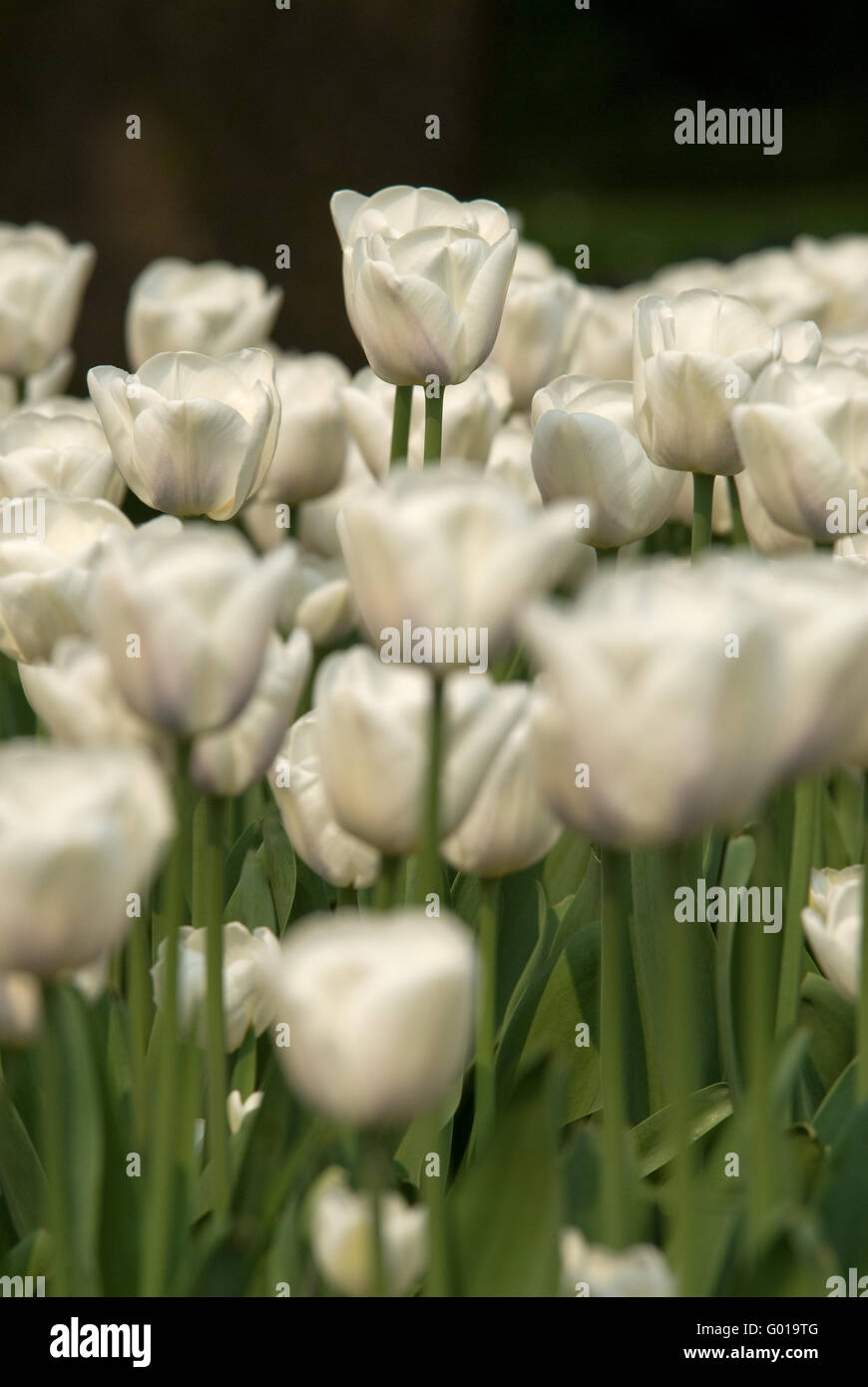 Tulip patch hi-res stock photography and images - Alamy