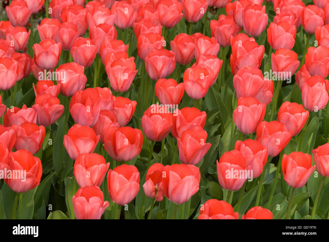 Tulip patch hi-res stock photography and images - Alamy