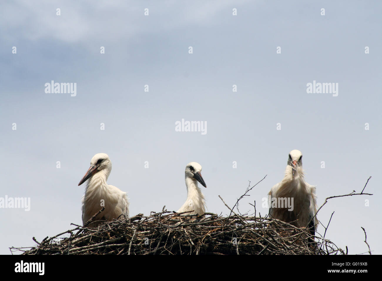 Stork poster hi-res stock photography and images - Alamy