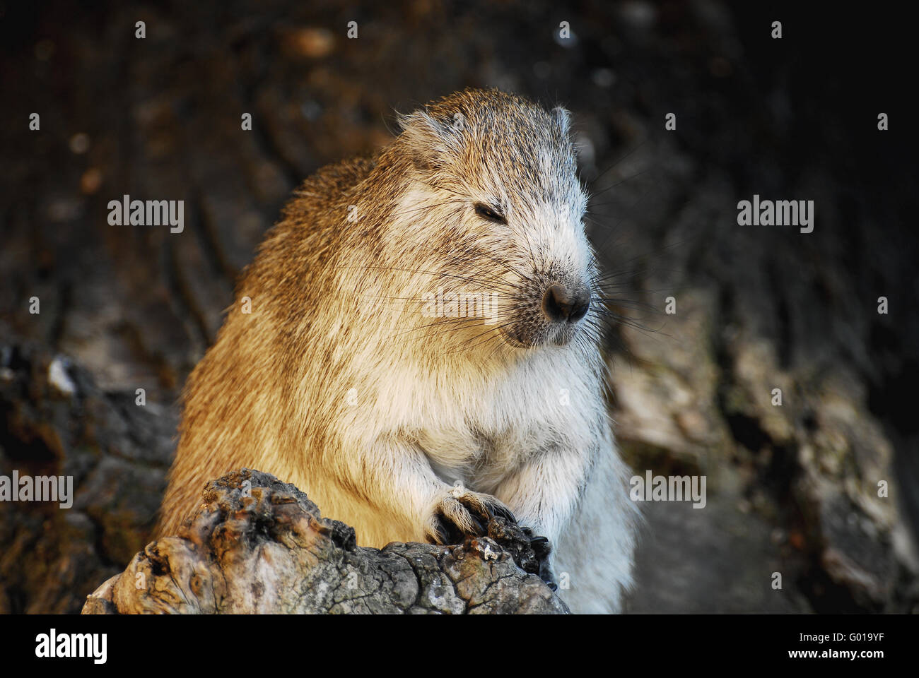 Murmeltierarten hi-res stock photography and images - Alamy