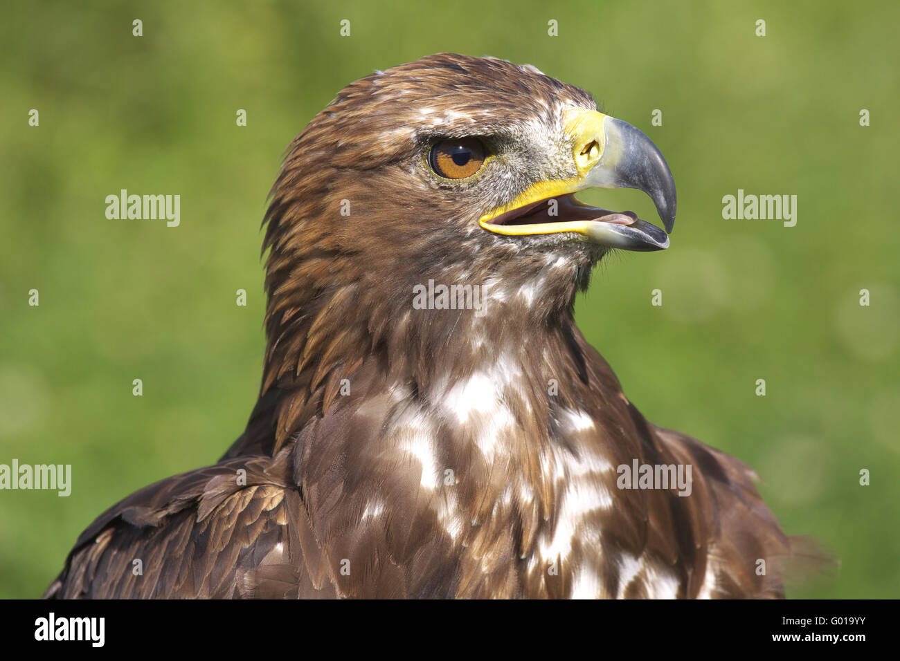 White buzzard hi-res stock photography and images - Alamy