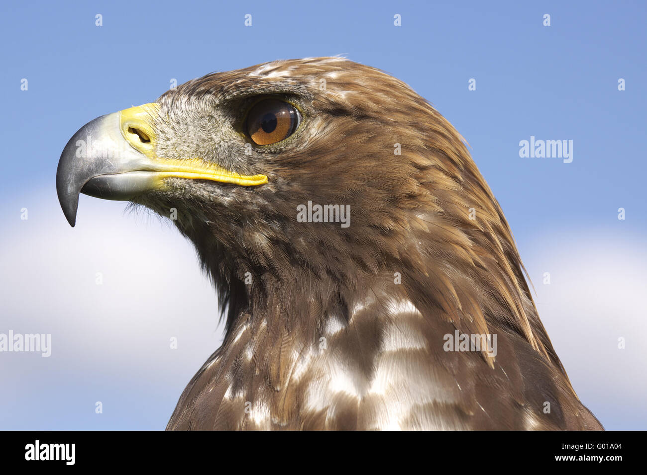 Raubtier auge hi-res stock photography and images - Alamy